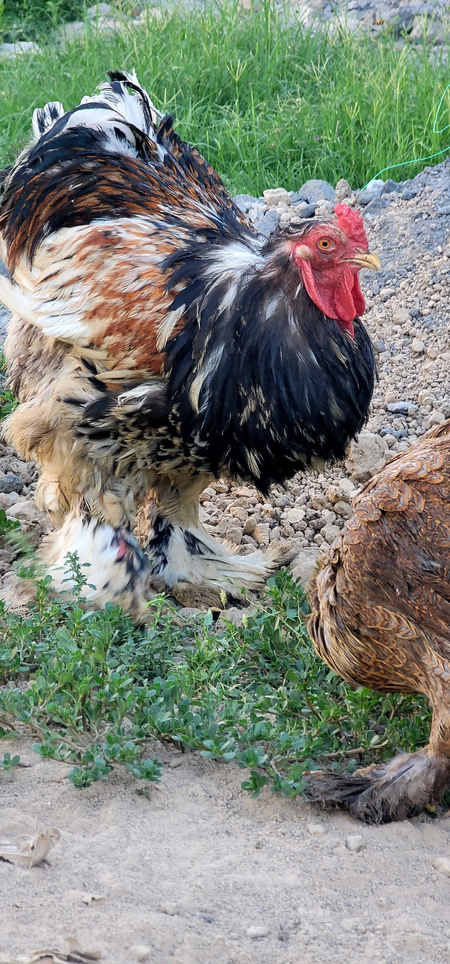 Parselan xoroz sotiladi