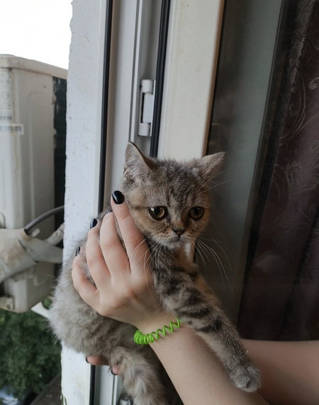 Британские котята