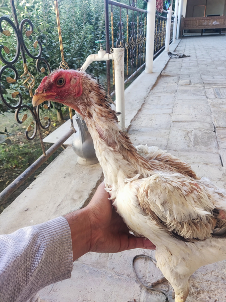 1 yosh mokiyin sotuvda yirik bola olaman deganlar uchun