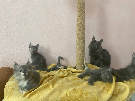 Котята Мейн Кун 2 месяца