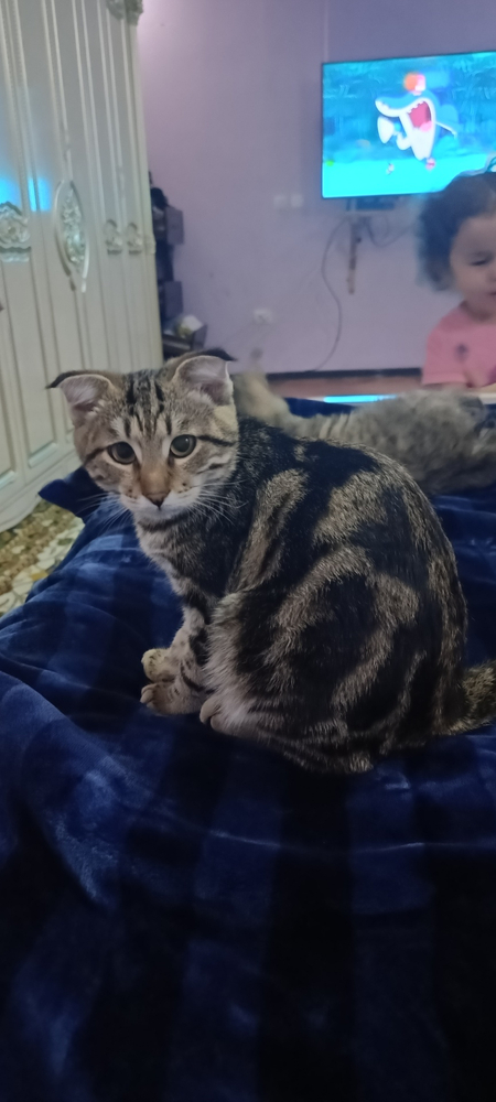 Мушук бенгальские
