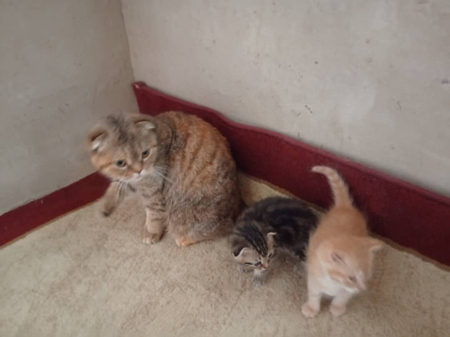 Продам    котята