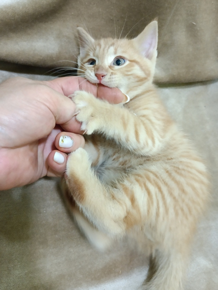 Котенок отдам тому кому надо
