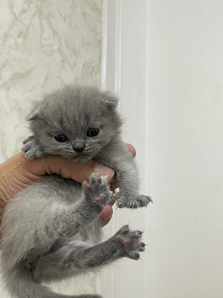 Scottish fold Og'il bola 20 kunlik