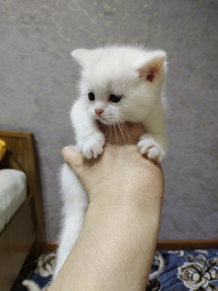Котята от правильной вязки порода Шотландская