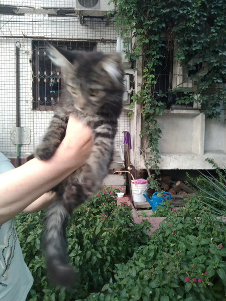 Котенок мальчик 4 месяца