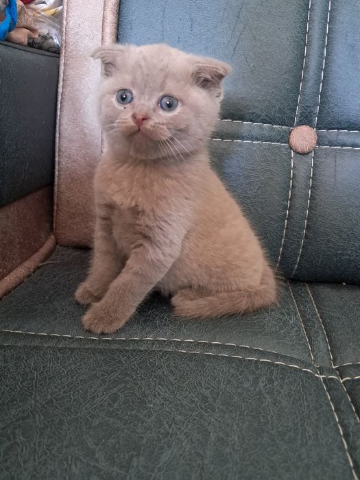 Продаётся скотиш фолд
