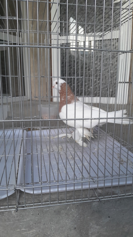 Kaptar sotiladi modda