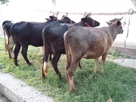 Toq bugozlar 2 chi qornga