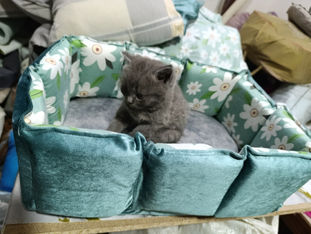 Когтеточка для кошек и котят