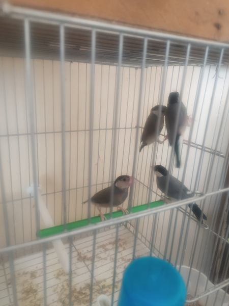 Pefchi, nerazluchka, amadina, qafaslar sotiladi