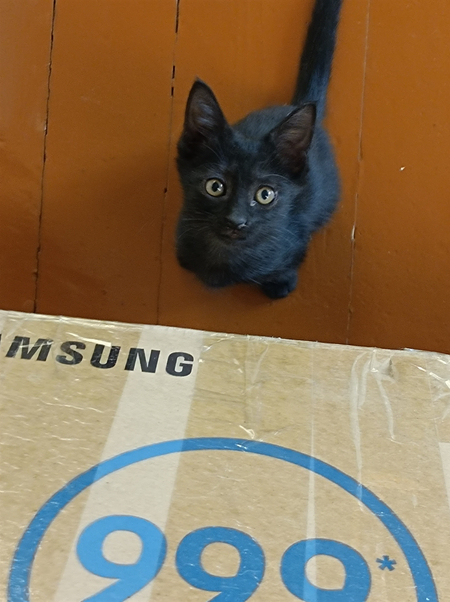 Отдаю котёнка в добрые руки!