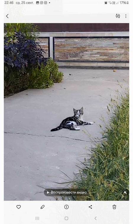 Срочно продаёться котят