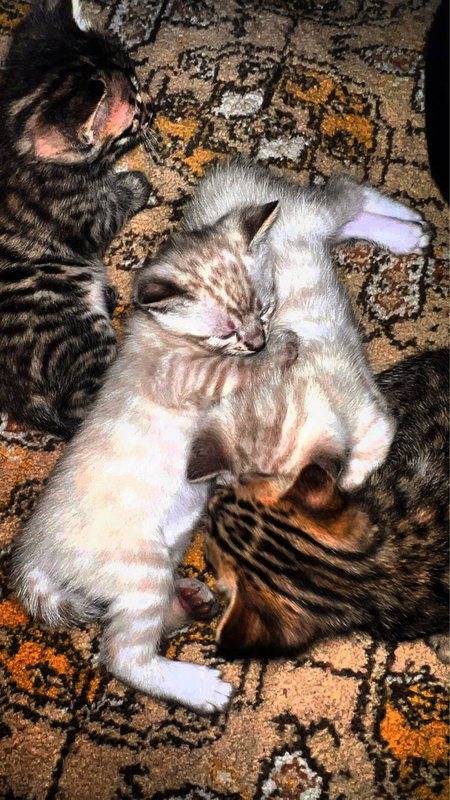 Бенгал котята . Bengal mushukchalari