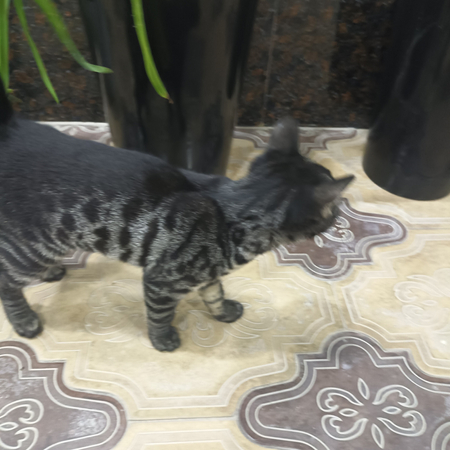 Срочно продам.Бенгальские котята.