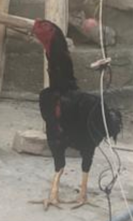 Kulangi dakang tuxumlari