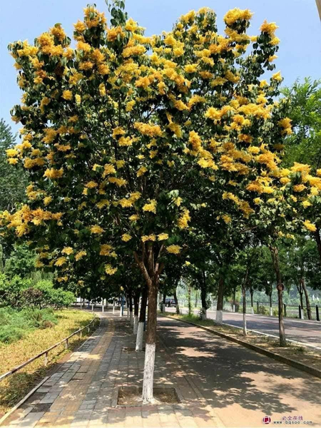 Сирень Syringa pekinensis beijing gold