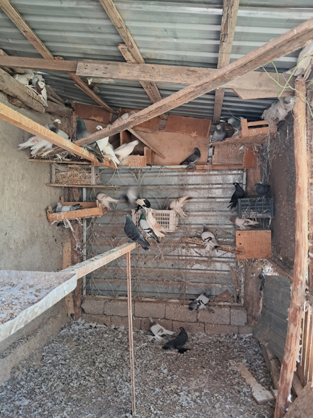 Продаются Голоби оптом