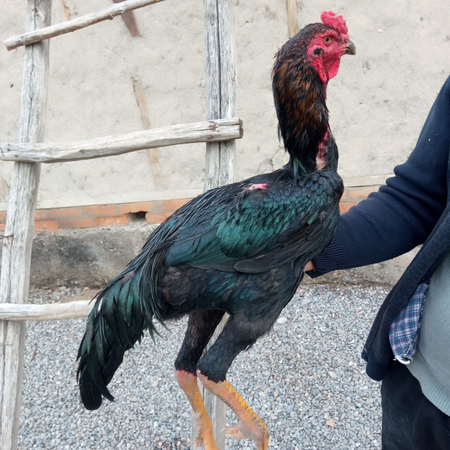 5 kg lik horoz sotiladi fevral jojasi