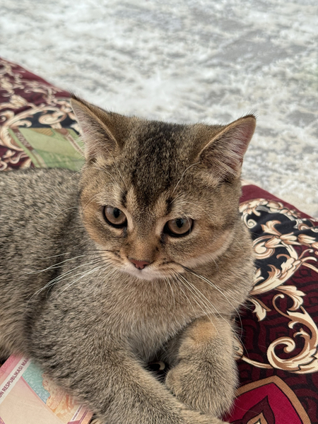Zatisti shinshilla