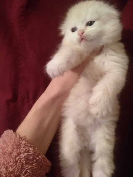 Продам вислоухого котенка.