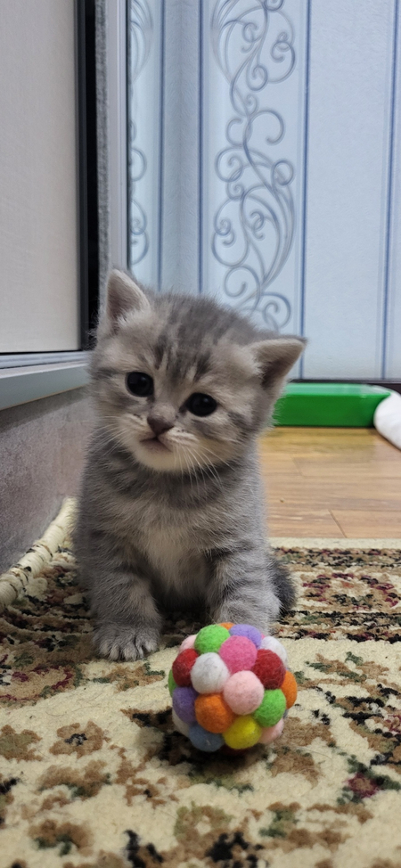 Котята скотиш страйт и фолд