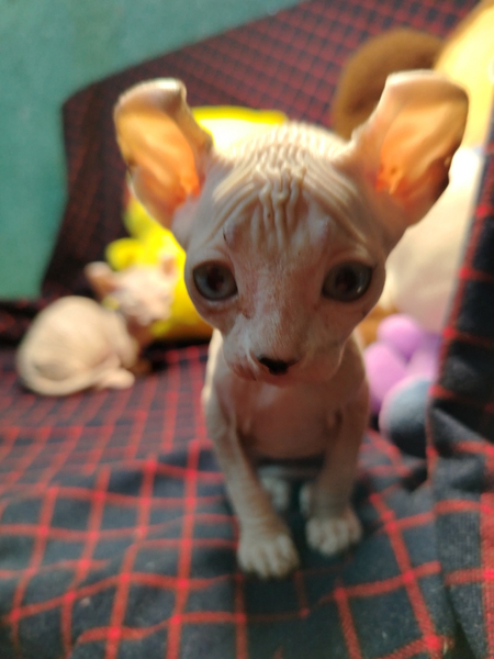 Продаются котята эльф и двельф, девочки, ласковые, игривые,
