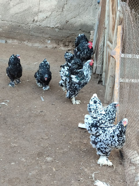 Svetli brama tuxumlari