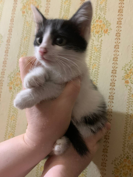 Отдам даром в добрые руки, Котята мальчики 3.5 месяца