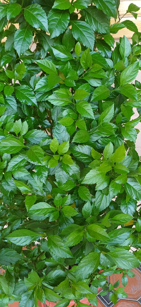 Chiroyli hona guli sotiladi
