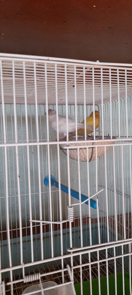 Продается канарейка