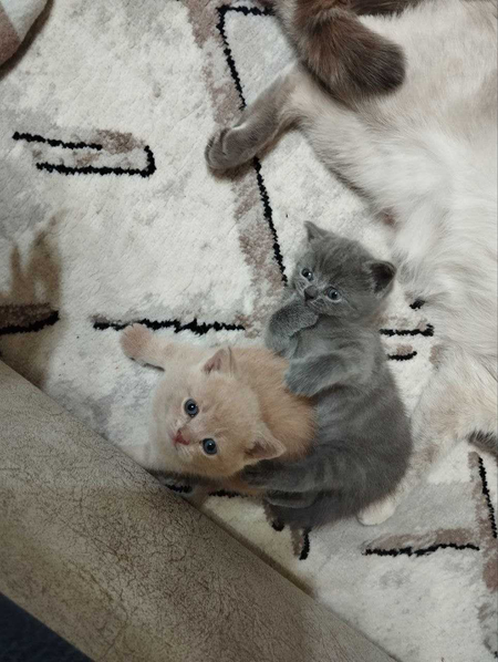 Продаются котята