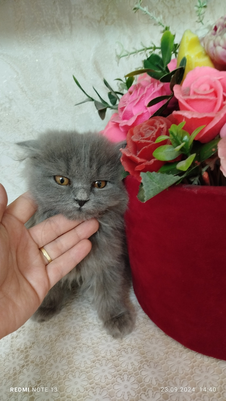 Британские котята