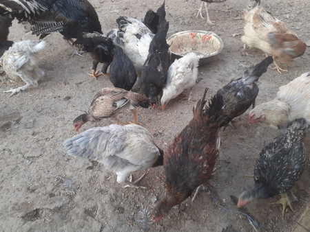 Продаются домашние куры