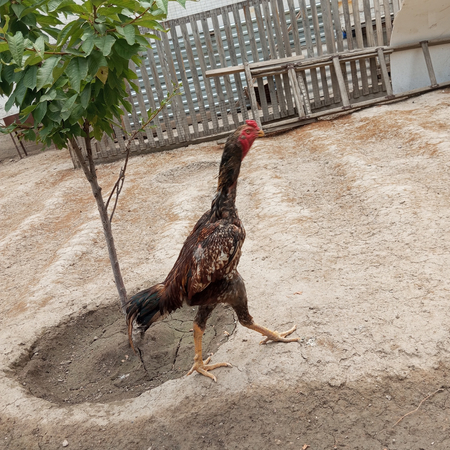 Dakan xoʻroz  shamo