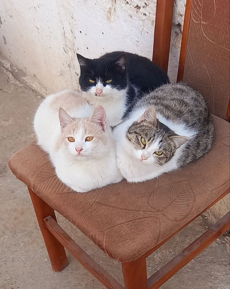Отдам котиков в добрые руки бесплатно .