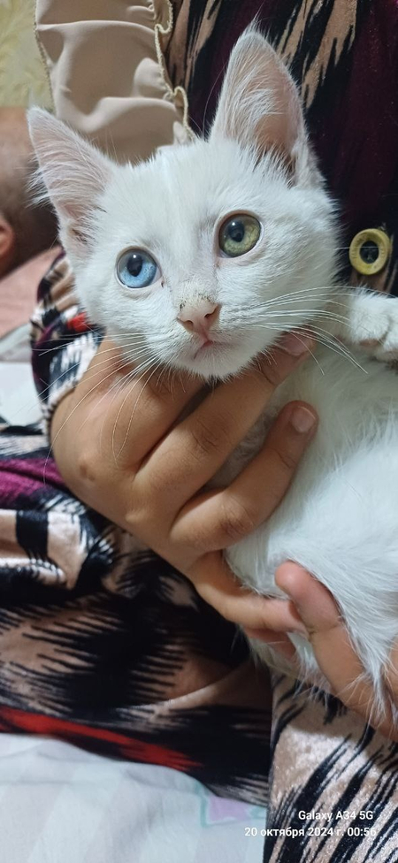 Mushuk sotiladi Продается котенок