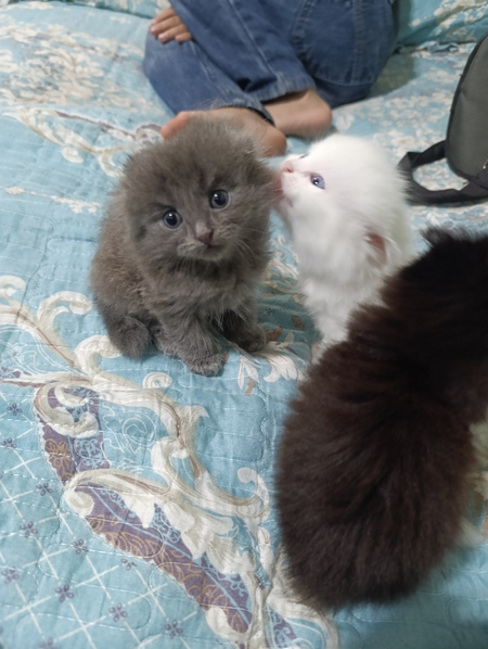Скоттиш фулд и страйт
