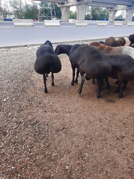 Qo'ylar bor  qashqadaryo qoylari