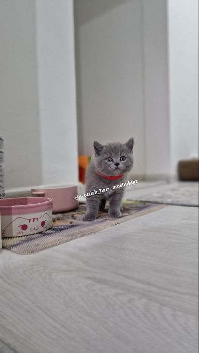 Мушук зотдор кошка котёнок котик