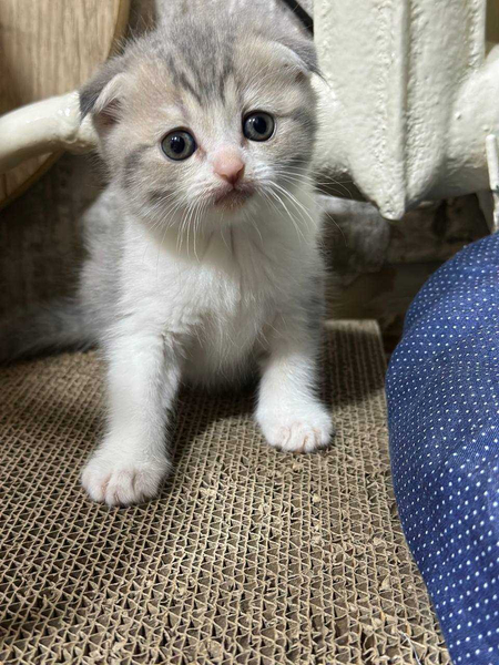 Продаются котята породы скоттиш фолд