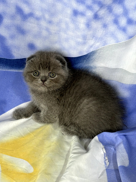 Продаются котята Скоттиш Фолд
