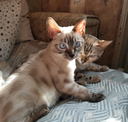Бенгальские котята