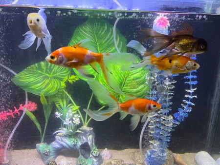 Akvarium hamma narsasi bilan