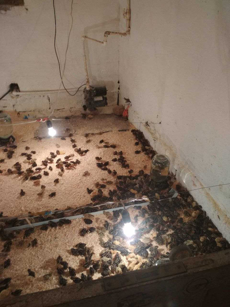 Urug'li tuxum 600so'm,Broller jo'jalari 1kunligi 7.7,500so'm atrofida