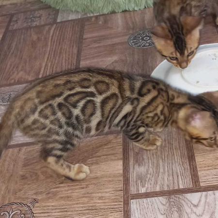 Бенгальский котёнок