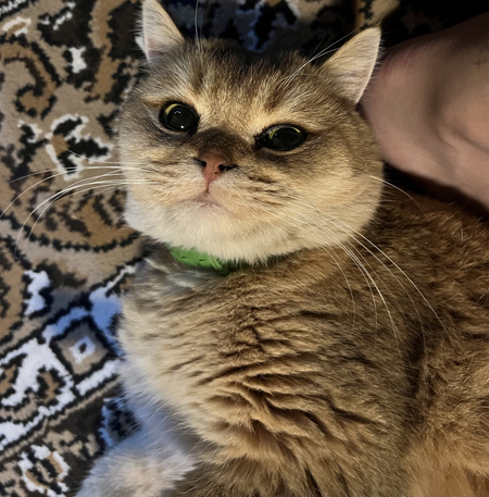 британская кошка шиншилла самец