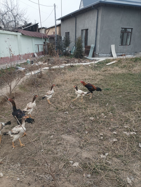 Дакан ху́роз товуқлари Домашние куры петух