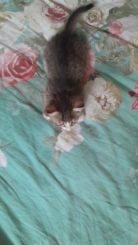 Котенок девочка 2 месяца
