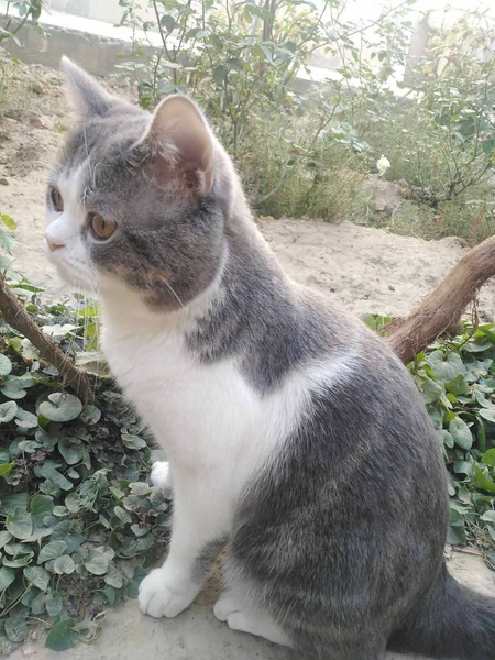 Британский Кот (Табби)
